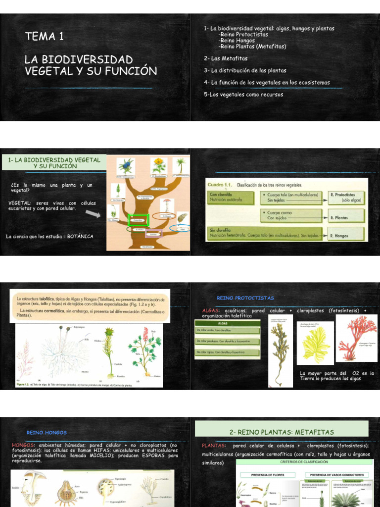 Tema 1 Bis Biodiversidad Vegetal | PDF