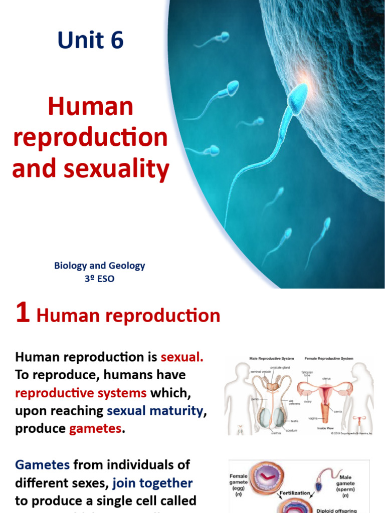 Unit 6 Human Reproduction | PDF | Menstrual Cycle | Birth Control