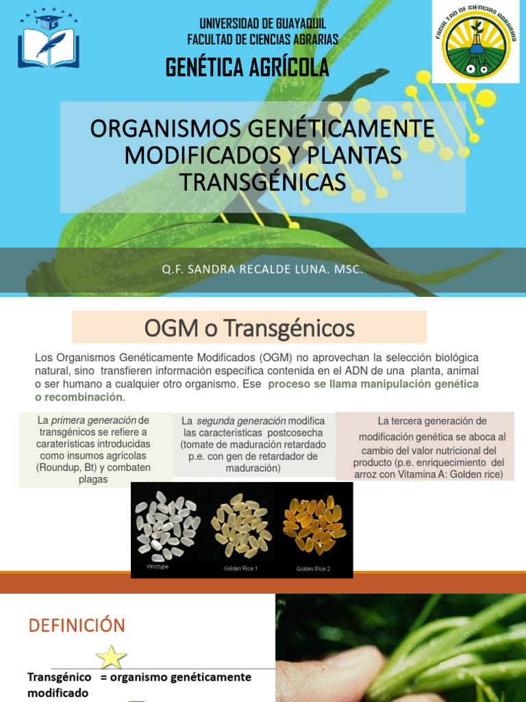 Clase 13. Plantas transgénicas | PDF | Organismo genéticamente ...