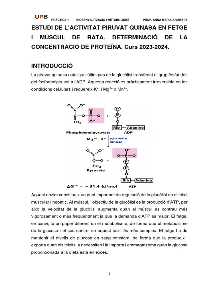 Guió Alumne Pràctica 1 Piruvat Kinasa | PDF