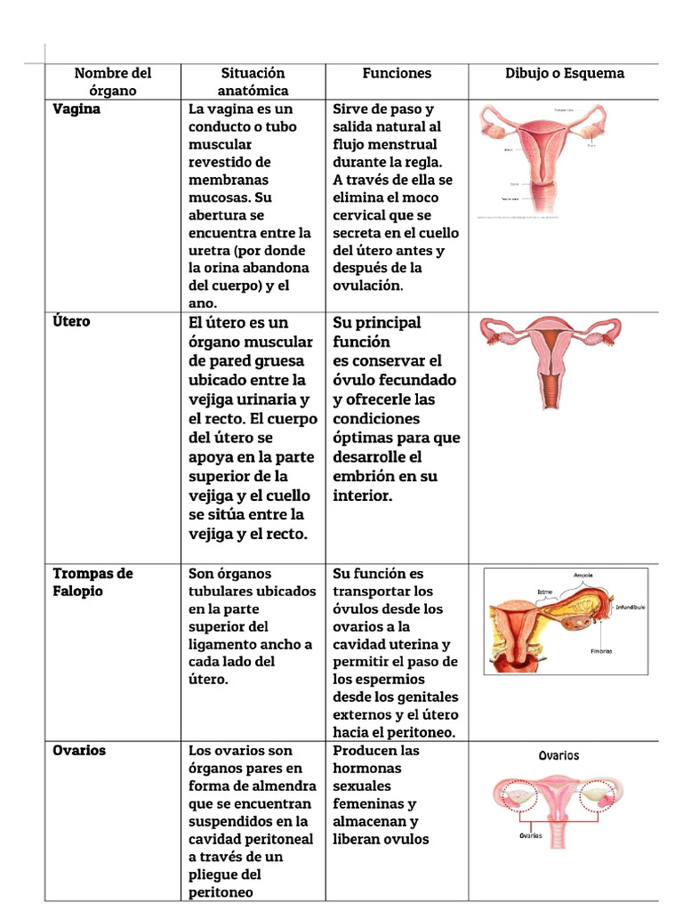 Aparato Reproductor Femenino y Masculino | PDF