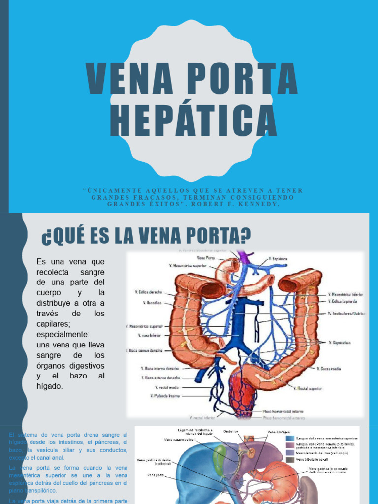 Anatomía y función de la vena porta | PDF