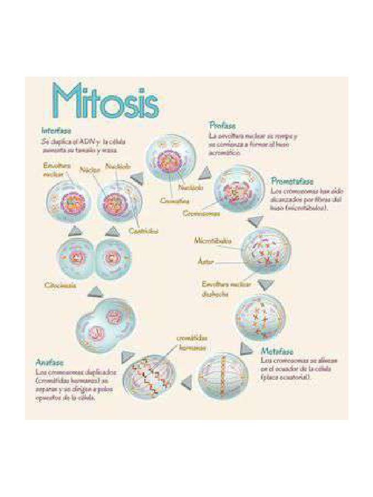 Mitosis | PDF