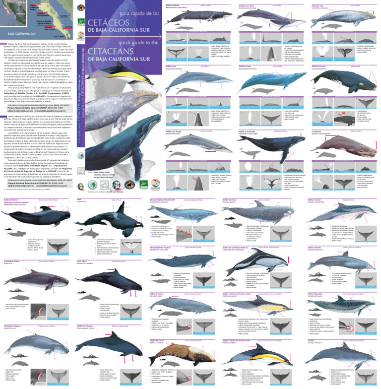 Cetaceans of Baja California Sur Id Guide | PDF | Toothed Whales ...