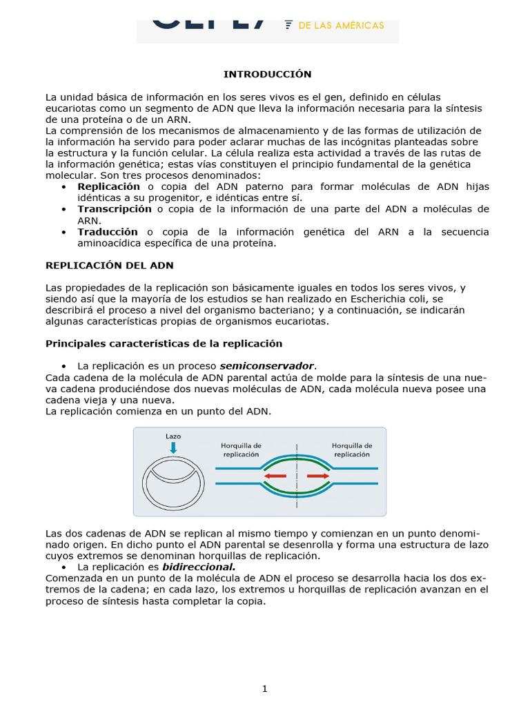 Procesos Genéticos: Replicación, Transcripción y Traducción | PDF | Rna | Adn