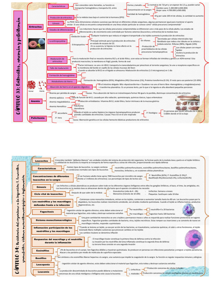 Resumenes Guyton y Hall Cap 33 34 35 36 37 - Compress | PDF | Leucocito | Coagulación