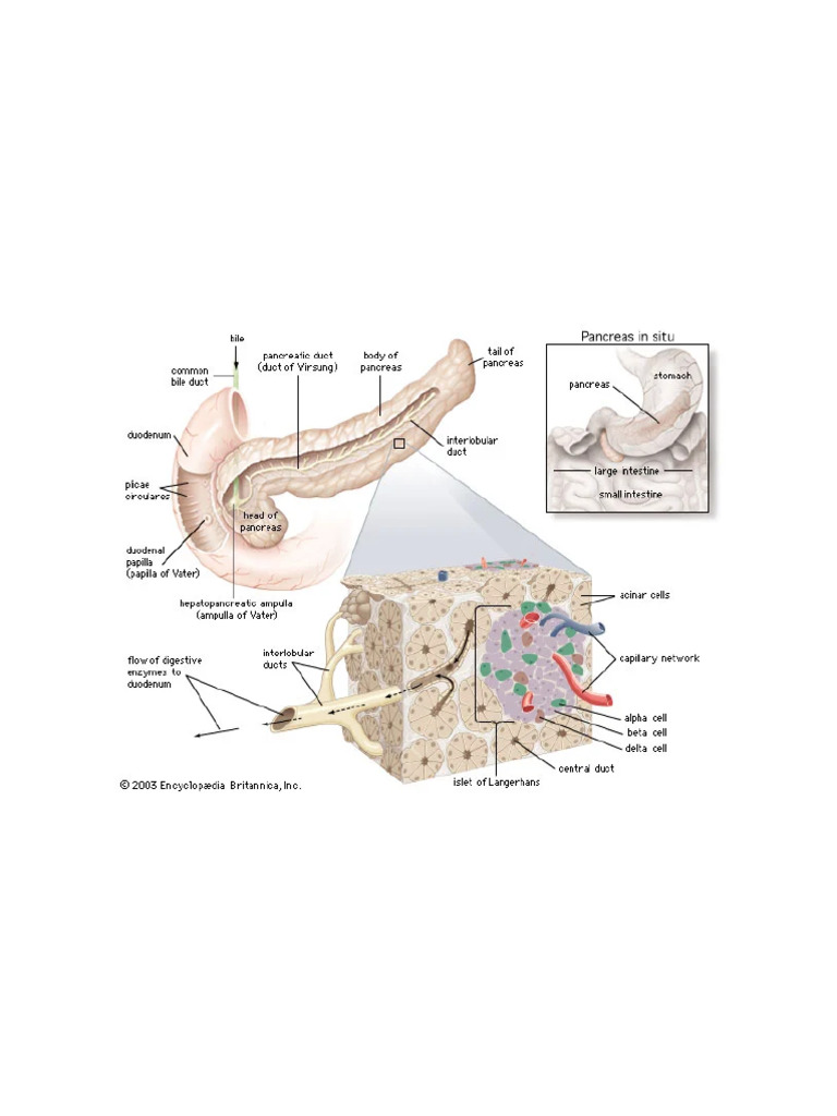 Islets of Langerhans - Definition, Function, Location, & Facts ...