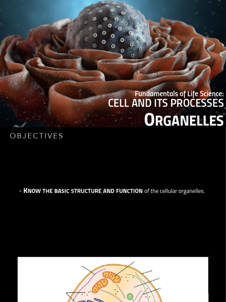 Cell Organization | PDF | Cell (Biology) | Endoplasmic Reticulum