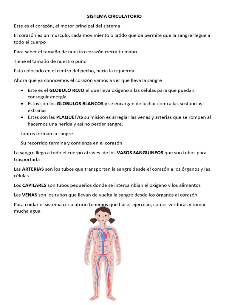 Guía Básica del Sistema Circulatorio | PDF | Cocina, comidas y vino ...