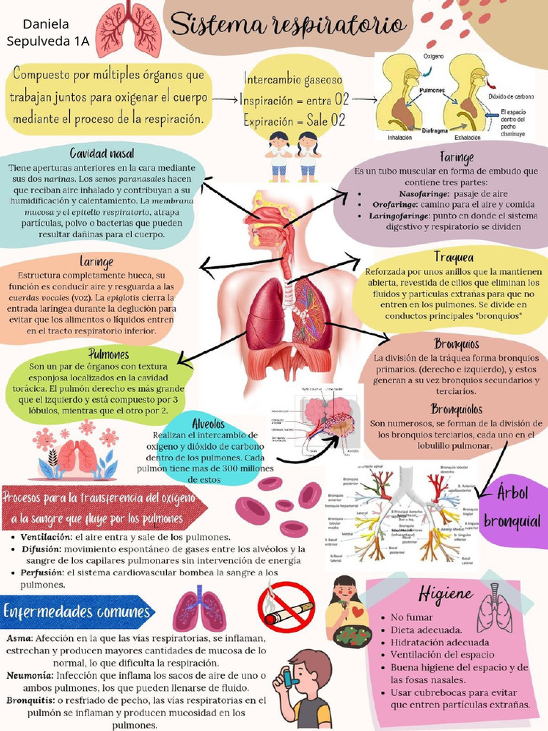 Sistema Respiratorio Mapa Conceptual | PDF