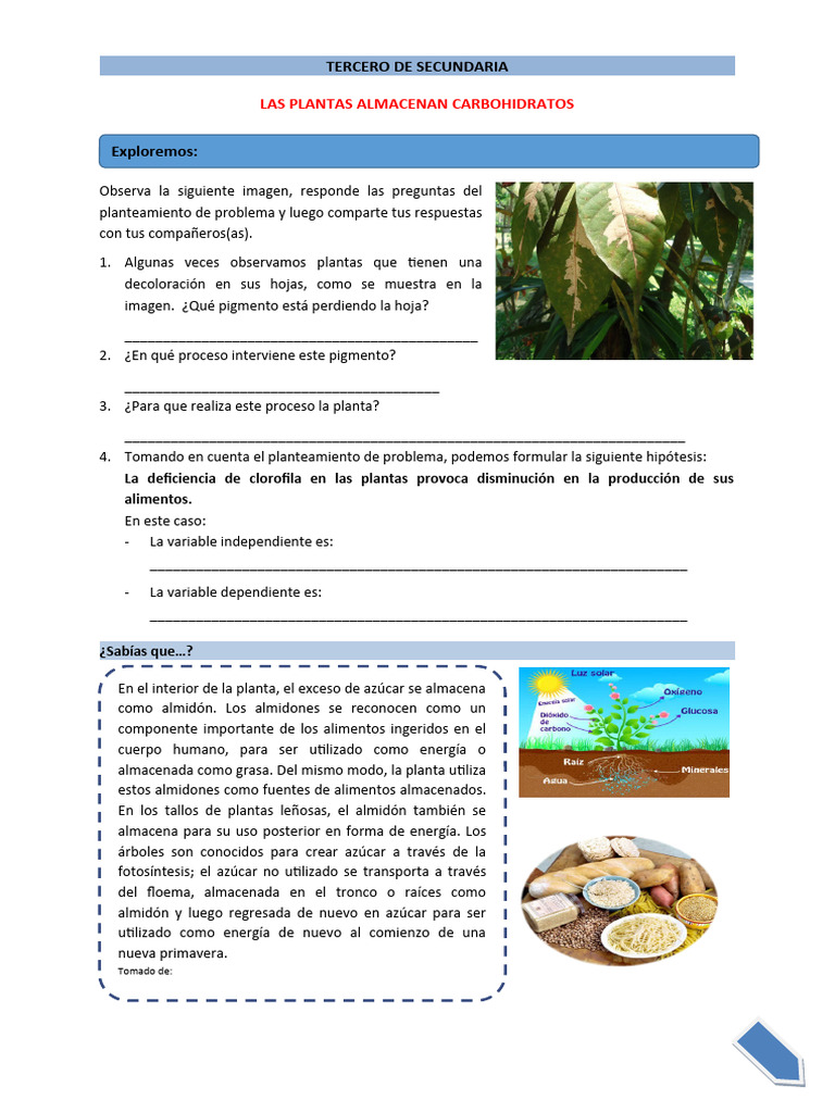 Ficha de Reforzamiento Eda 7 | PDF | Carbohidratos | Glucosa