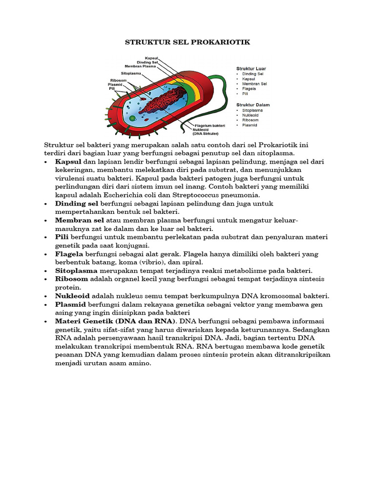 Struktur Sel Prokariotik dan Eukariotik | PDF | Sains & Matematika