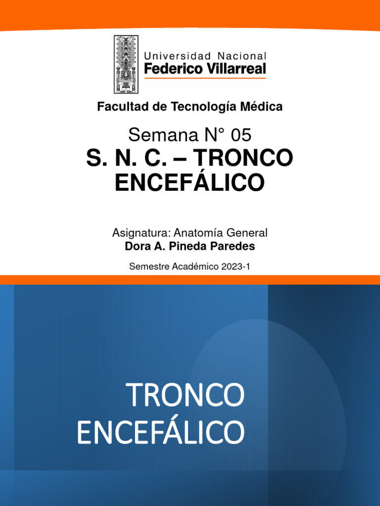 CLASE 5 - TRONCO ENCEFÁLICO - Ok | PDF | Cerebro | Tronco encefálico