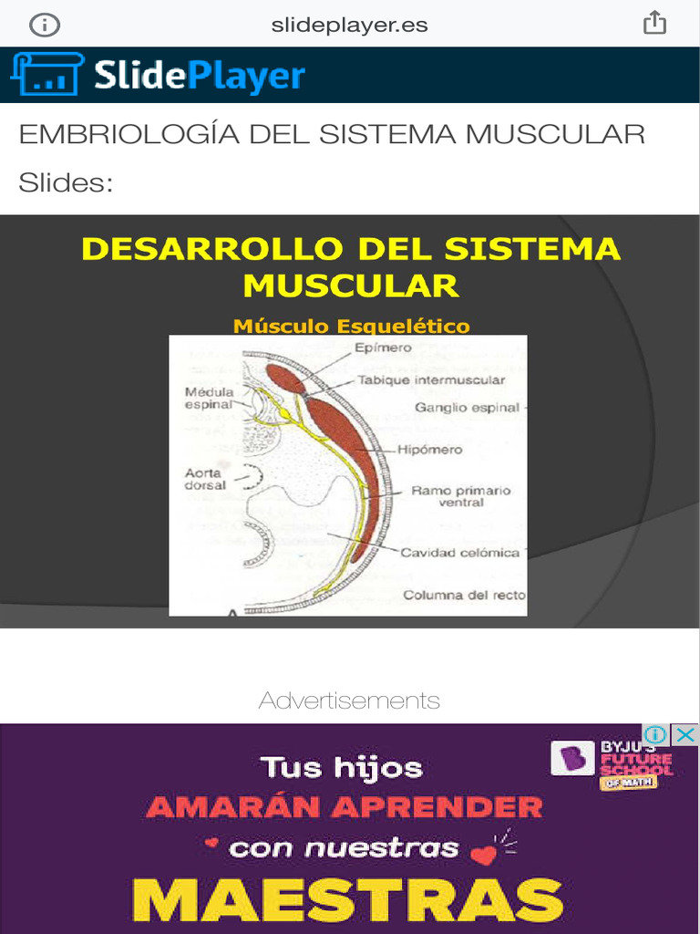 EMBRIOLOGÍA DEL SISTEMA MUSCULAR - ppt video online descargar | PDF