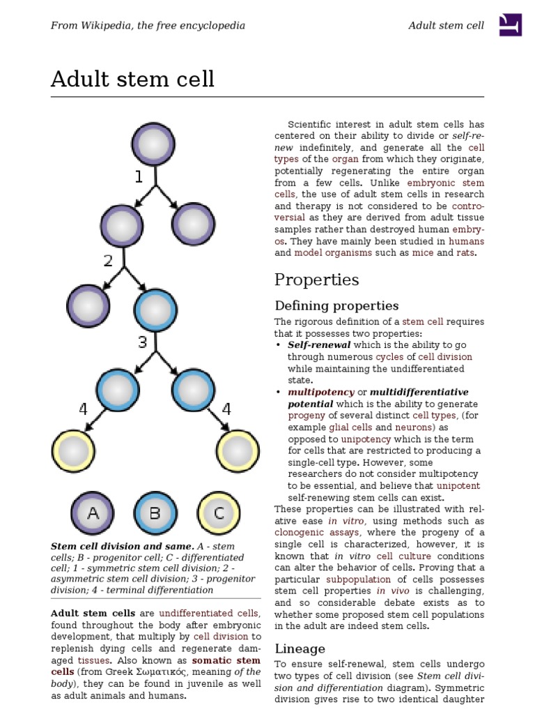 Adult Stem Cell | Stem Cell | Cell Potency