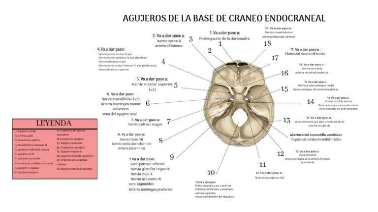 Agujeros Craneales Endocraneal | PDF | Sistema nervioso | Angiología