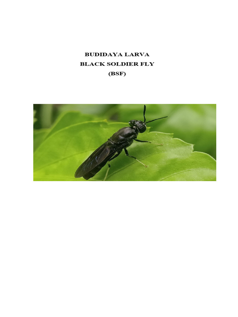 Budidaya Larva BSF | PDF