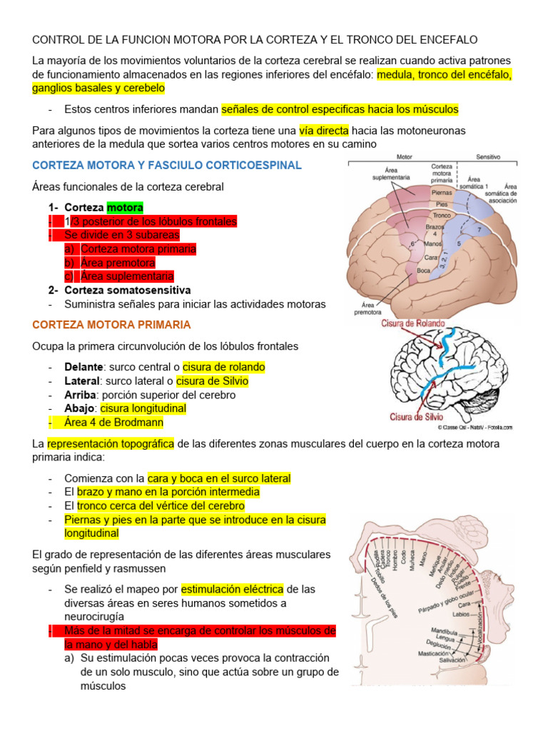 CONTROL_DE_LA_FUNCION_MOTORA_POR_LA_CORTEZA_Y_EL_TRONCO_DEL_ENCEFALO ...