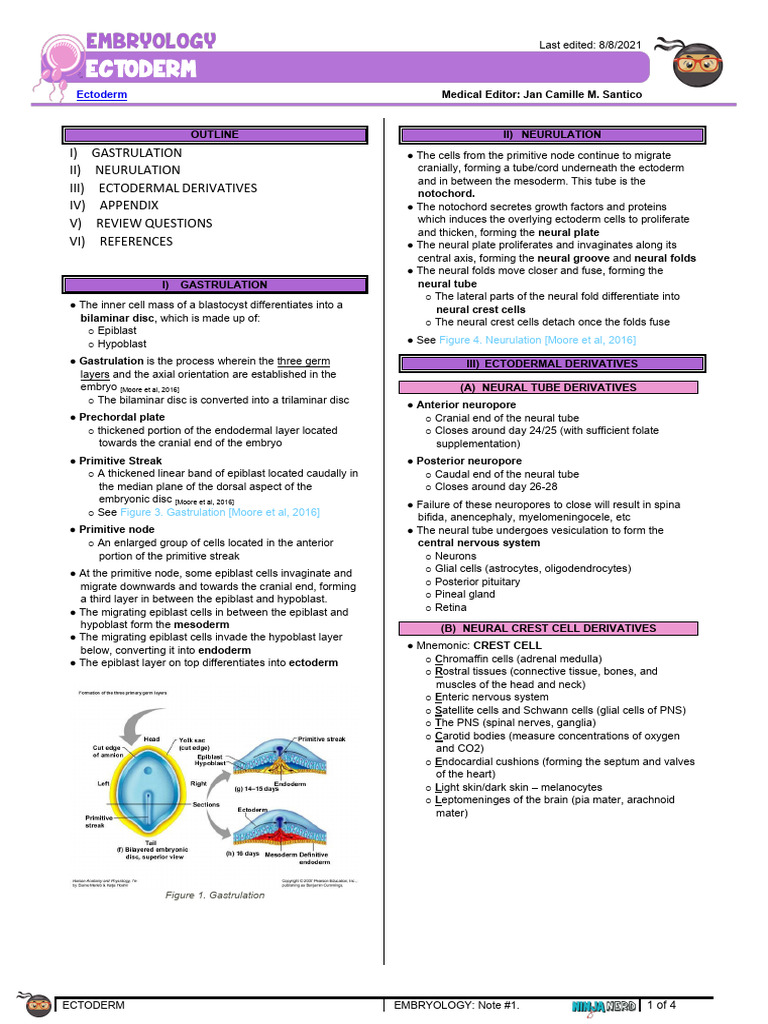 262 - Embryology Physiology) Ectoderm | PDF | Anatomy | Developmental ...