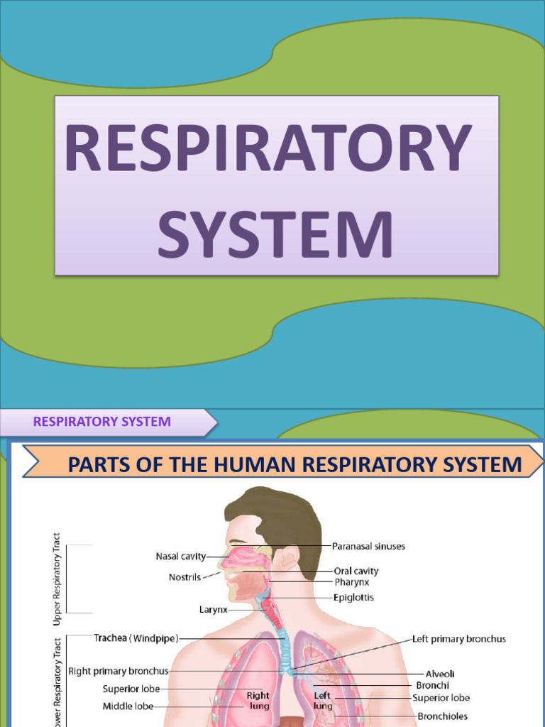 Respiratory System | PDF | Respiratory Tract | Respiratory Diseases