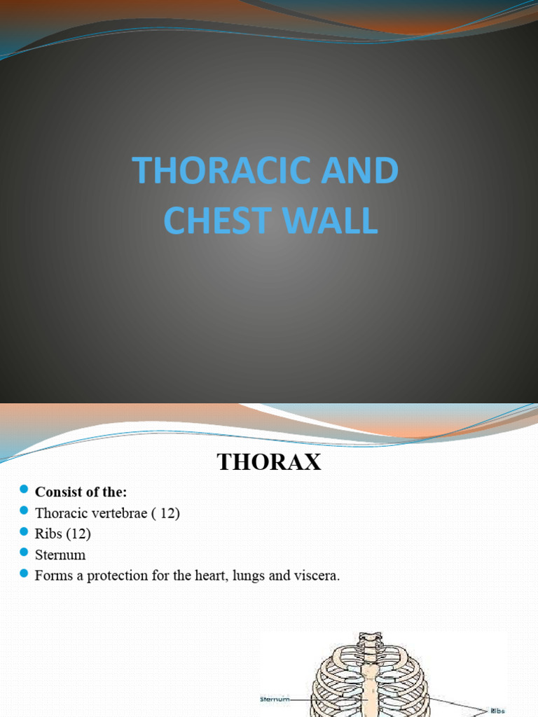 4 Rib Cage | PDF | Thorax | Vertebra