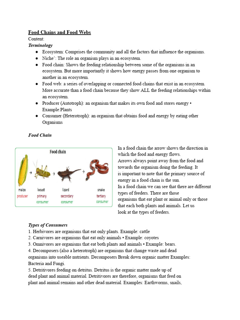Feeding Relationships in The Ecosystem | PDF | Food Web | Ecosystem