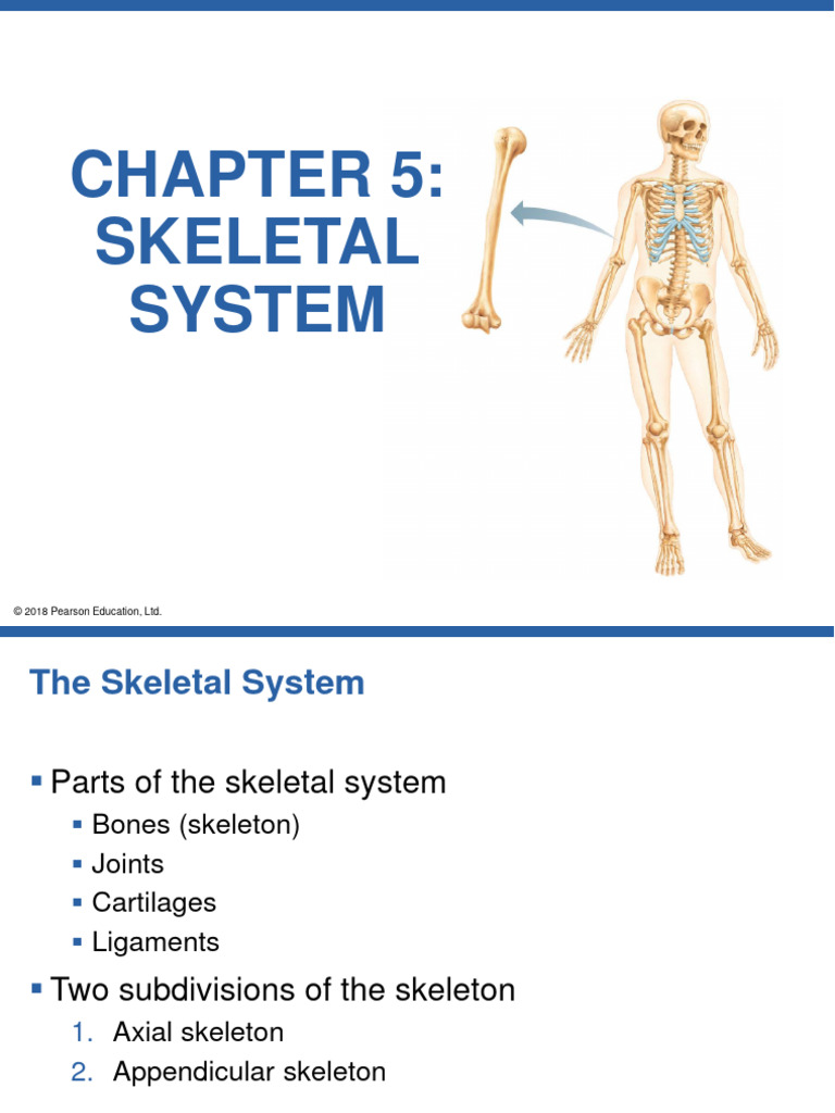 Chapter 5 Skeletal System | PDF | Vertebra | Vertebral Column