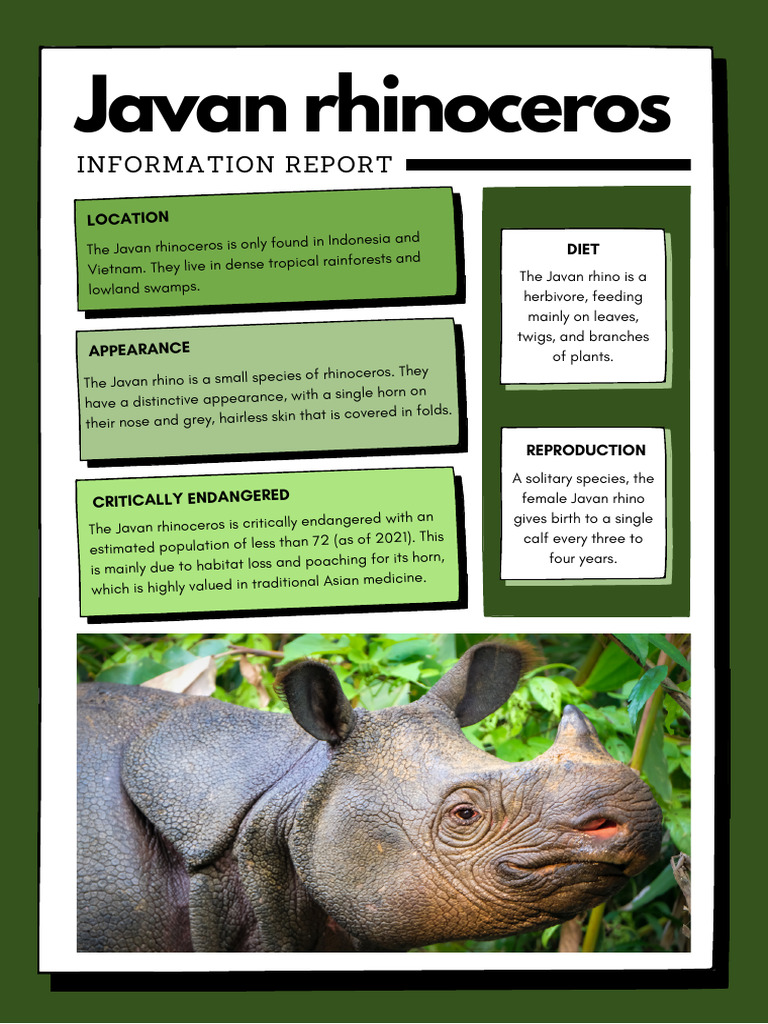 Rhinoceros Information Report Endangered Animal Poster | PDF