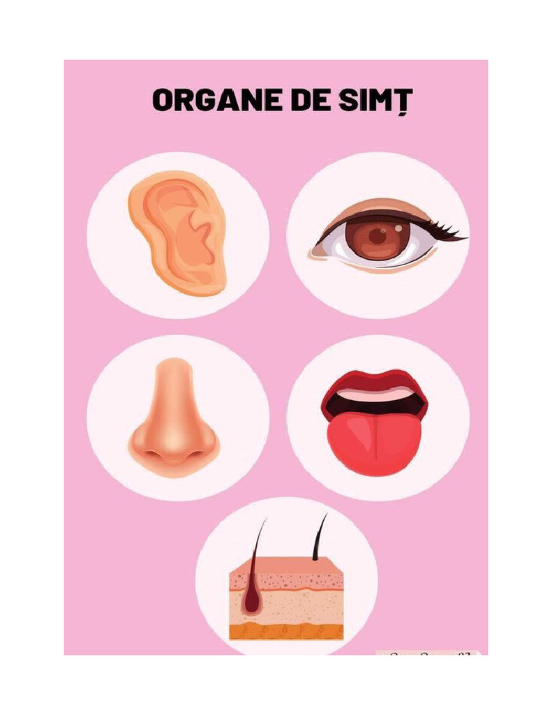 Organe de Simt 2 | PDF