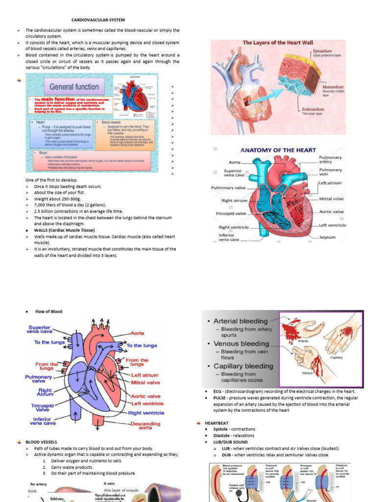 Cardiovascular System | PDF | Heart | Ventricle (Heart)