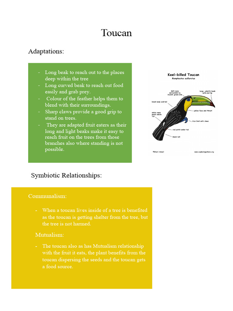 Toucan Research | PDF