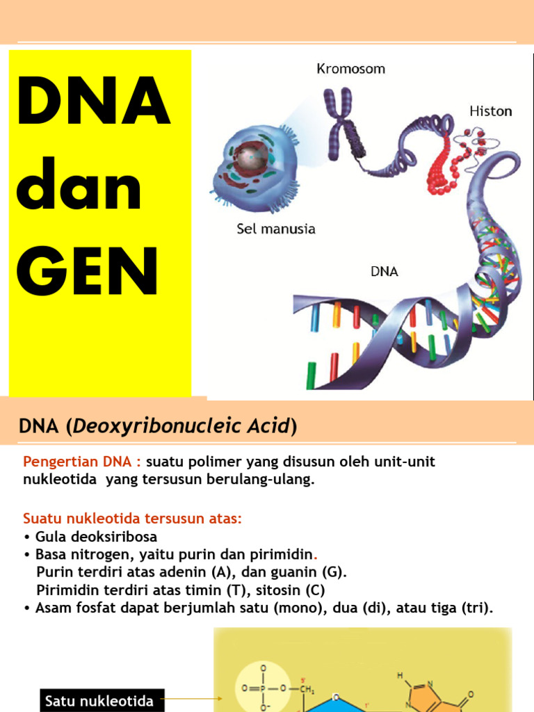 Gen, DNA Dan Sintesis Protein | PDF | Sains & Matematika | Teknologi ...