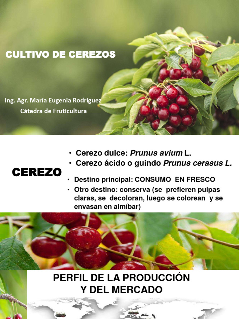 Clase Cerezos 2019 Campus | PDF | Cereza | Cosecha
