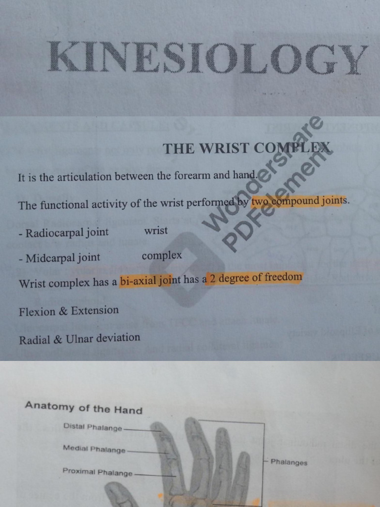 Kinesiology of Wrist and Fingers. | PDF