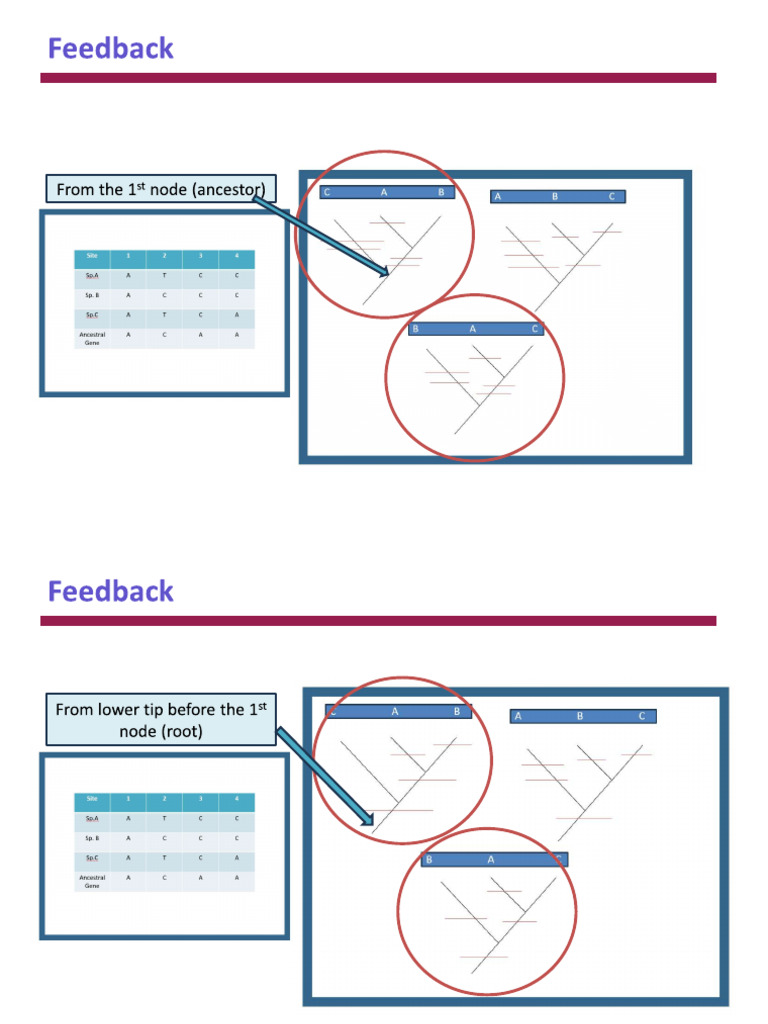 8 Maximum Parsimony Vs Maximum Likelihood | PDF
