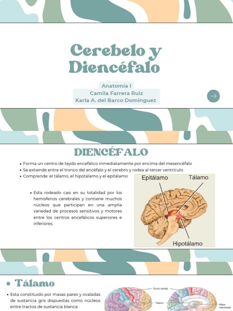 Cerebelo y Diencéfalo | PDF | Cerebelo | Hipotálamo