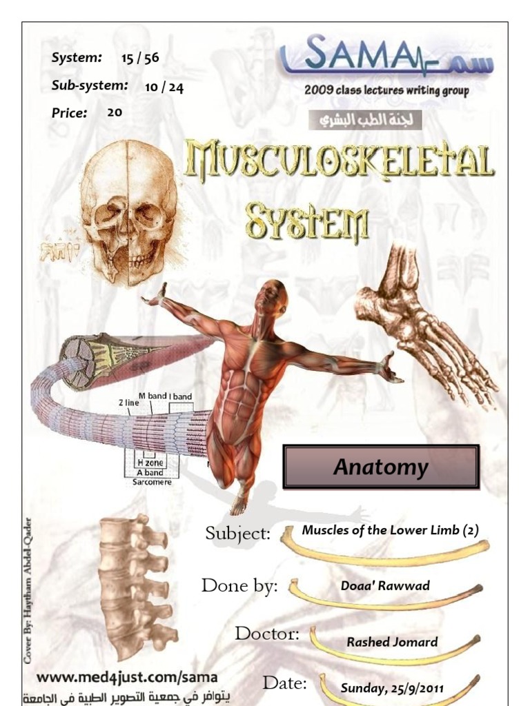 Anatomy - Lec.10 | PDF | Foot | Musculoskeletal System