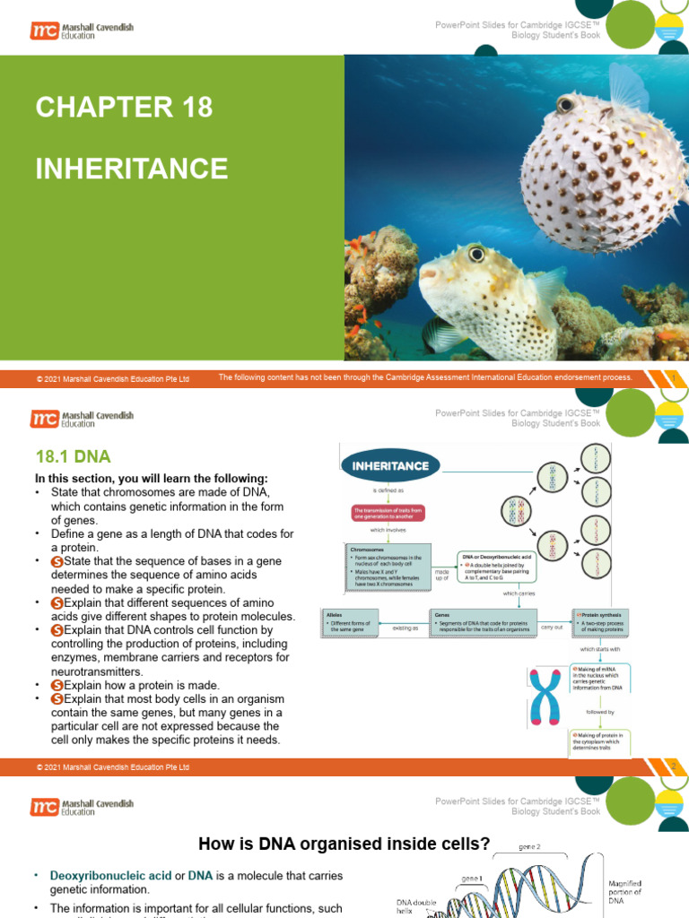 Mce Igcse Biology PPT c18 | PDF | Dominance (Genetics) | Zygosity
