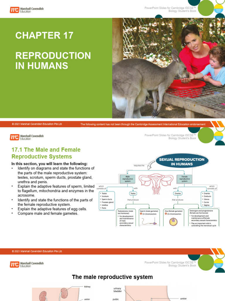 Mce Igcse Biology Ppt c17 | PDF | Menstrual Cycle | Hiv/Aids