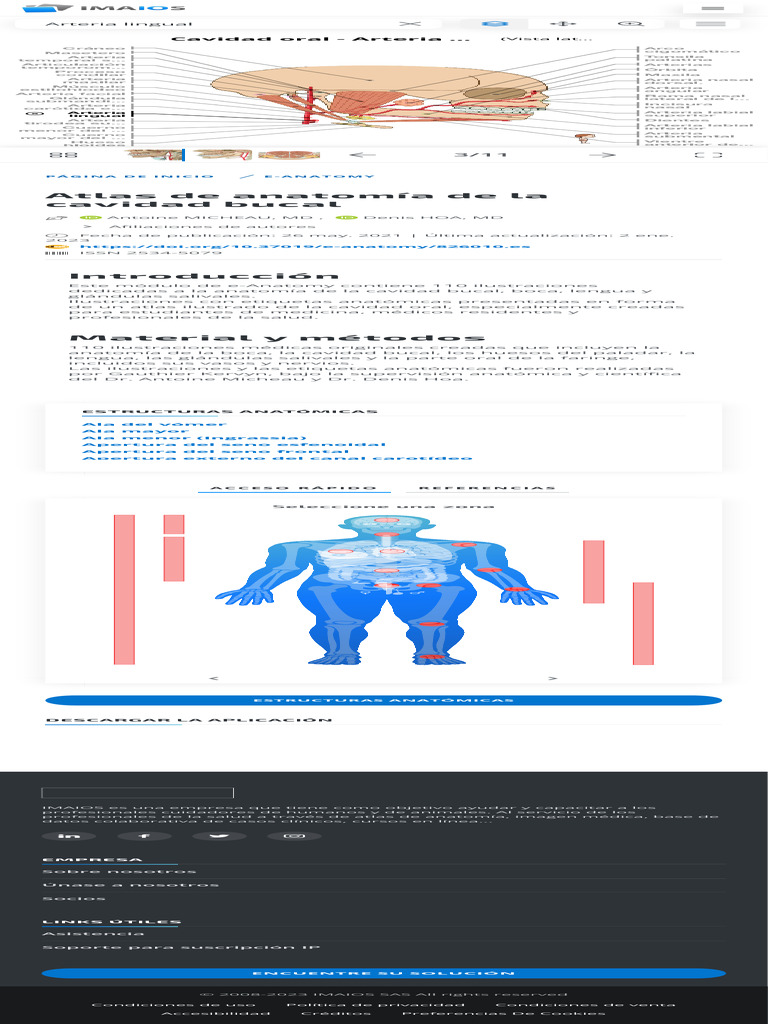 Anatomía de La Cavidad Bucal y La Boca Ilustraciones Con Etiquetas ...