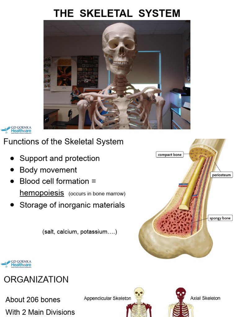 CH 07 The Skeletal System | Download Free PDF | Bone | Skull