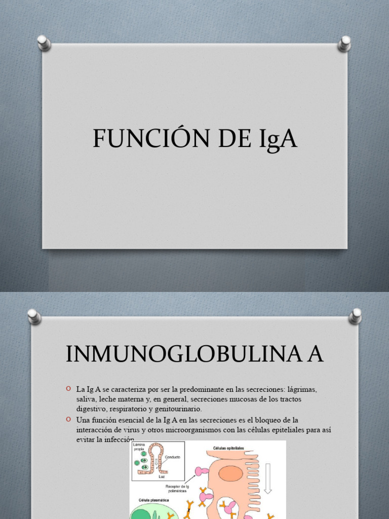 FUNCIÓN DE IgA | PDF