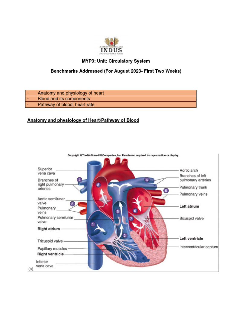 Biology - Circulatory System Notes 1 | PDF | Heart | Artery