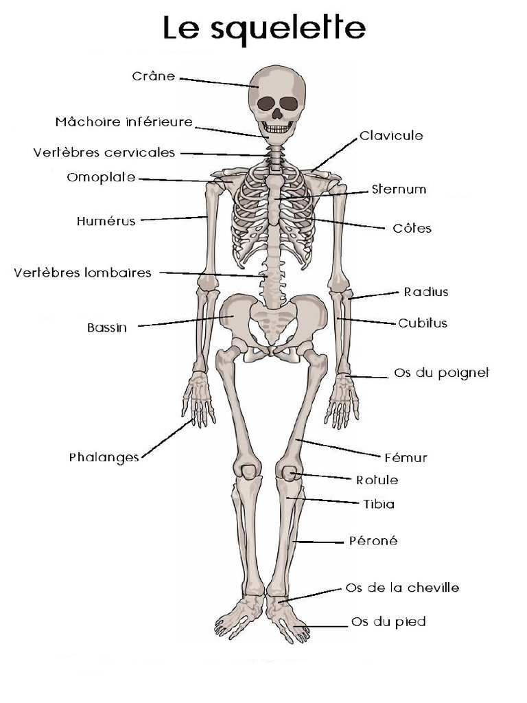 El Esqueleto de 1 MTS de Largo para Imprimir en Cartulina Opalina | PDF