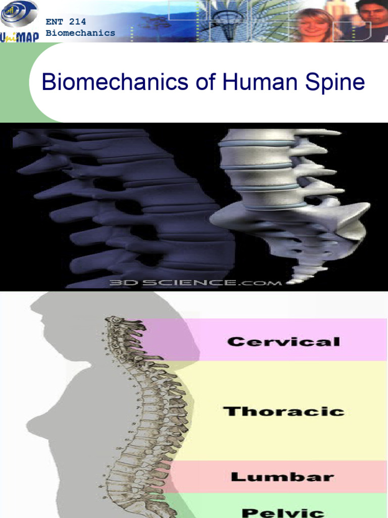 Biomechanics of Human Spine | PDF | Vertebral Column | Vertebra