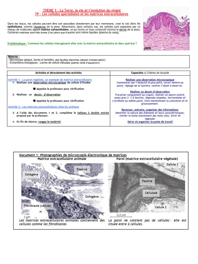 Comparaison des matrices extracellulaires | PDF | Matrice ...