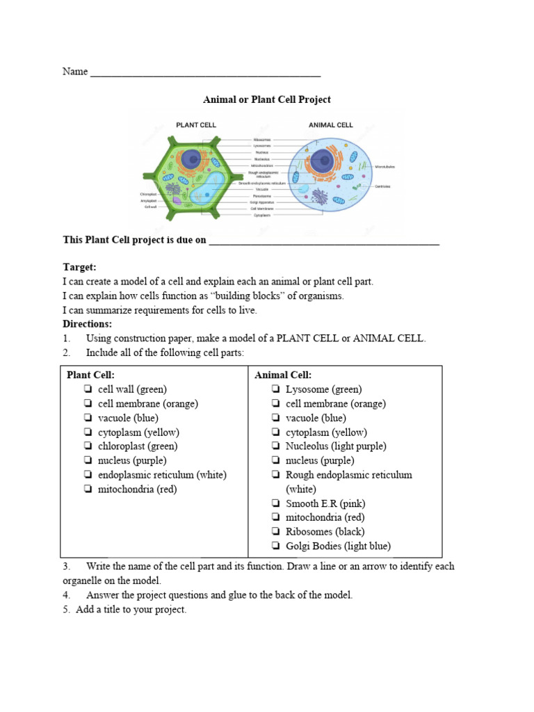 Plant Cell Project Directions | PDF