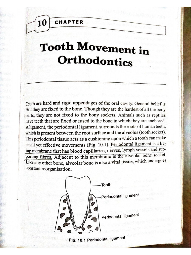 Types of Tooth Movement in Orthodontics | PDF