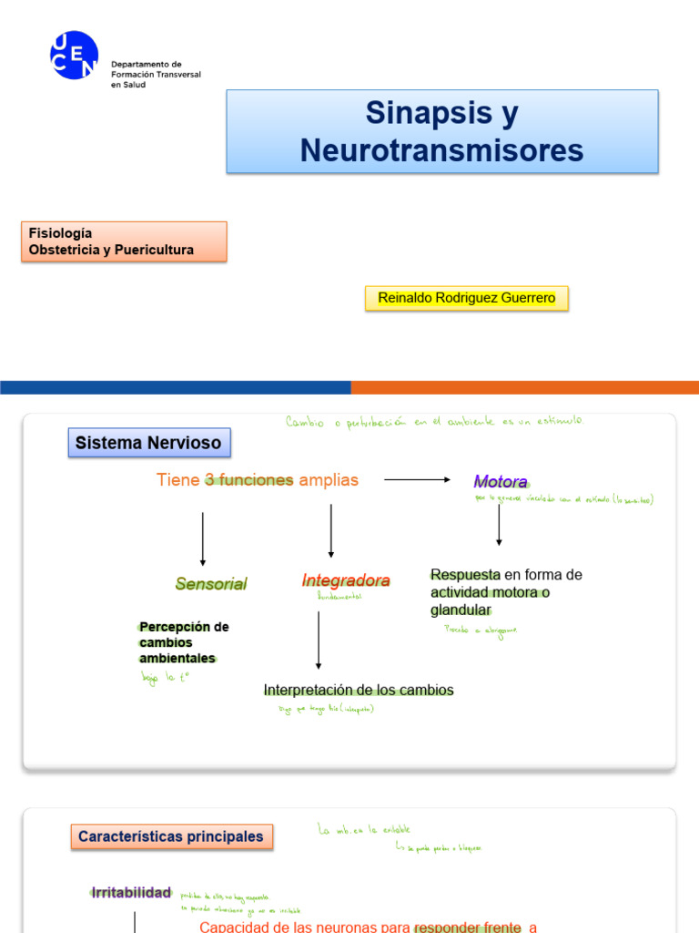 Sinapsis y Neurotransmisores | PDF | Sinapsis | Sinapsis química