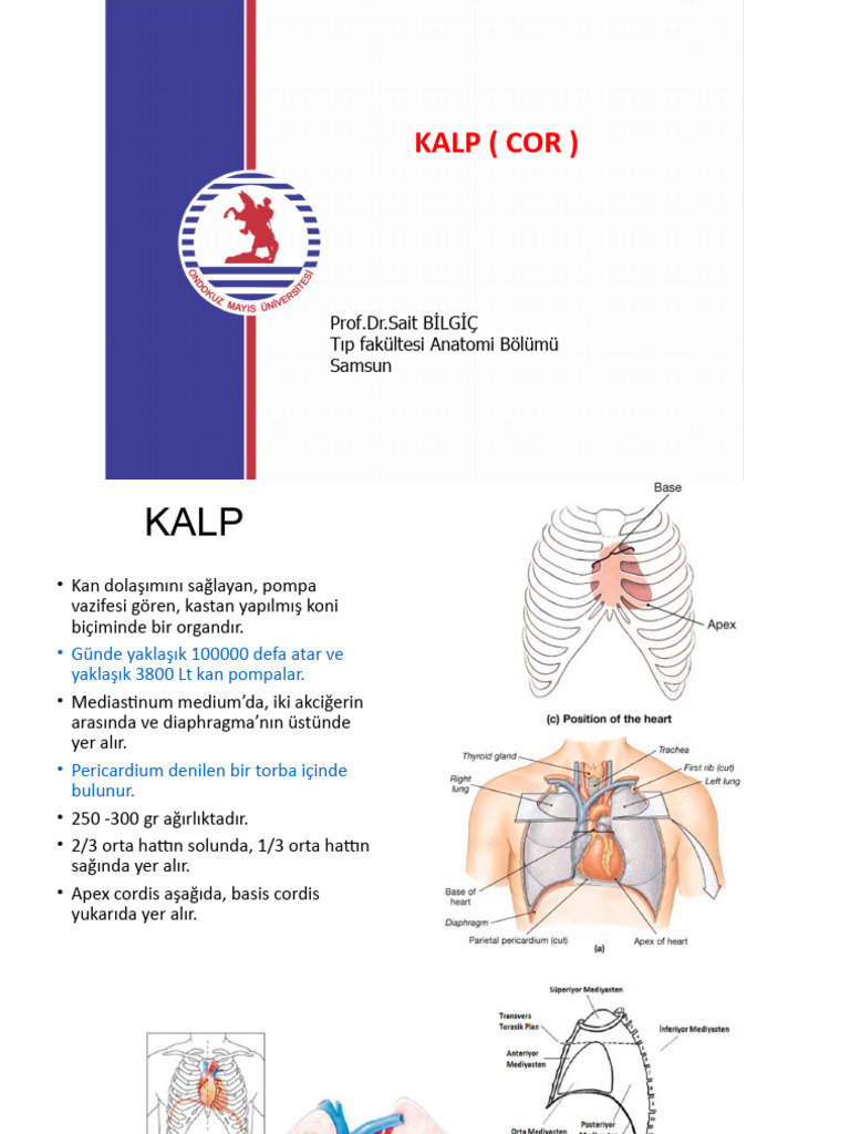 Kalp 2023 2 Saat | PDF
